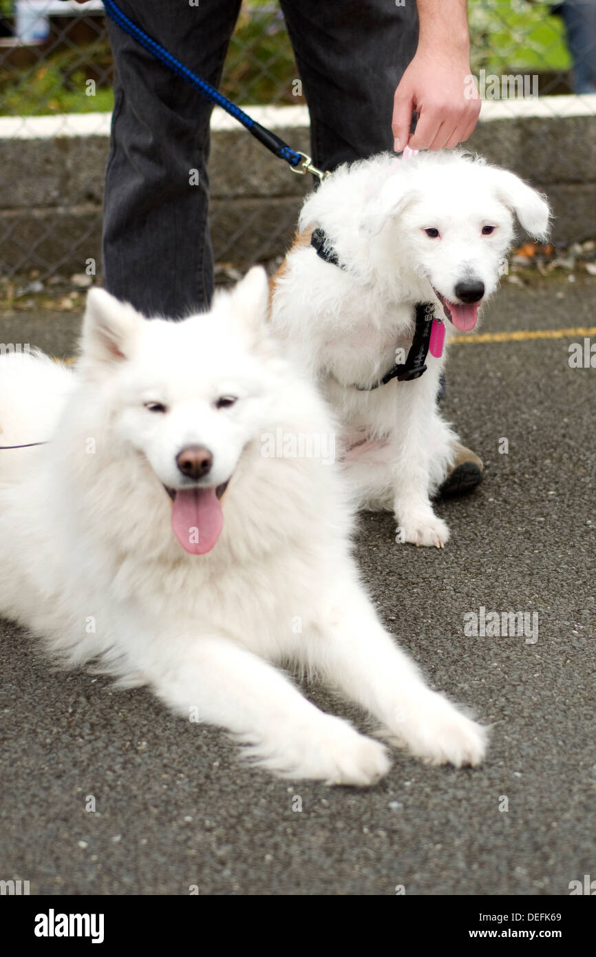 Samoyed husky hi-res stock photography and images - Alamy