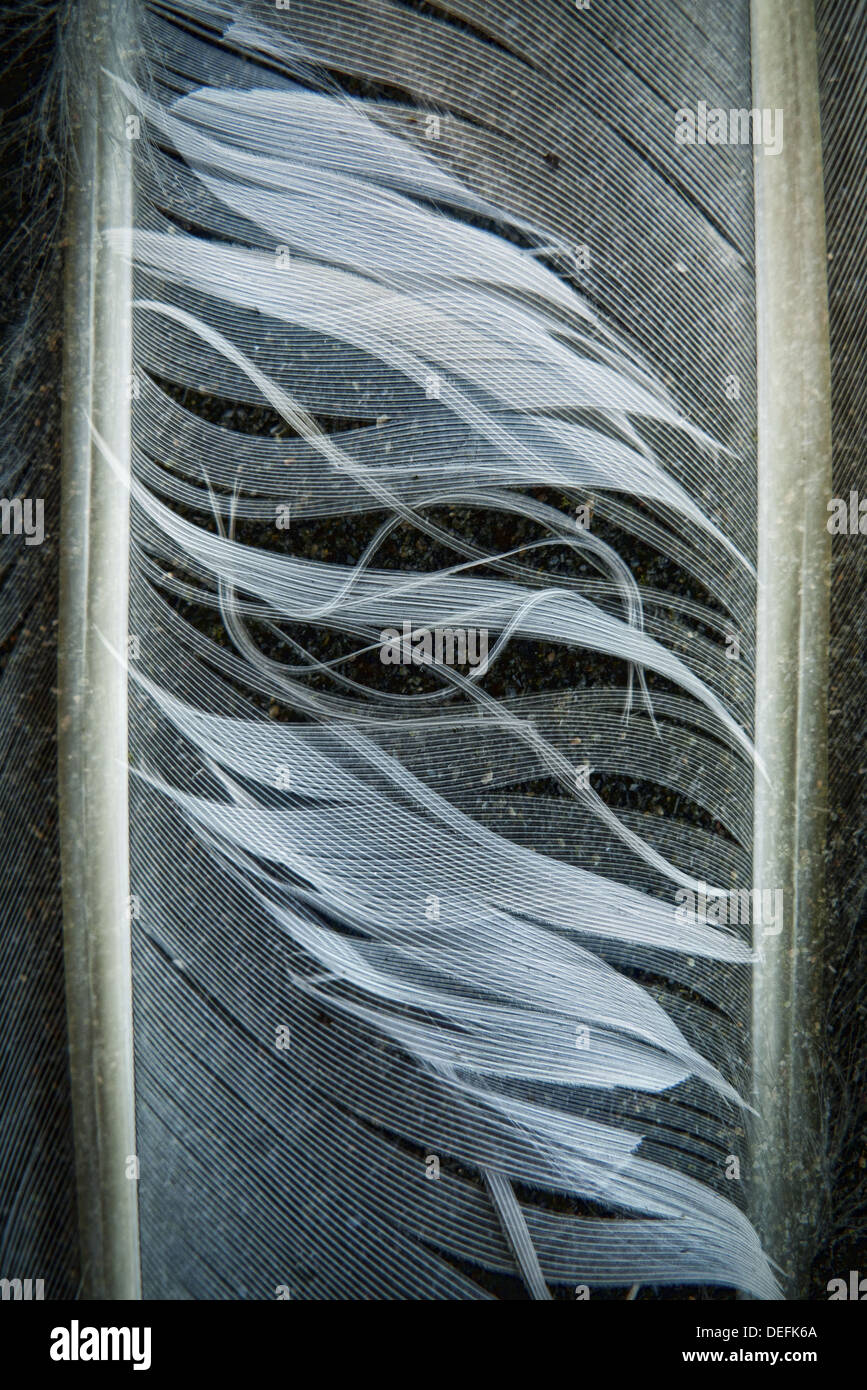 Double rachis feather hi-res stock photography and images - Alamy
