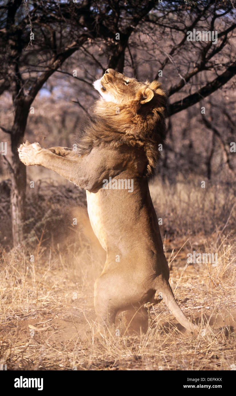 Jumping of the lion hi-res stock photography and images - Alamy
