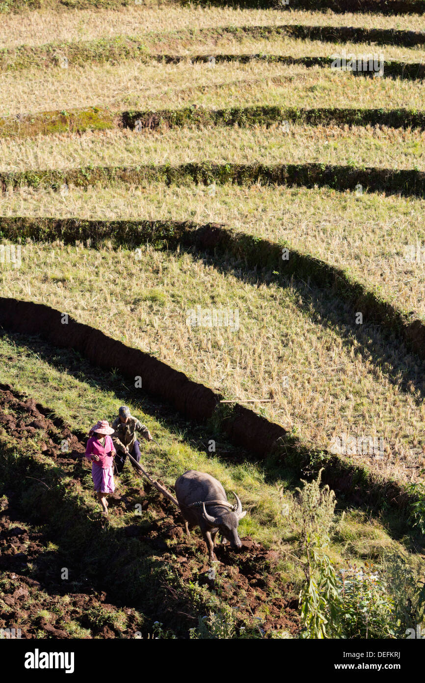Water buffalo ploughing terraced rice hi-res stock photography and ...