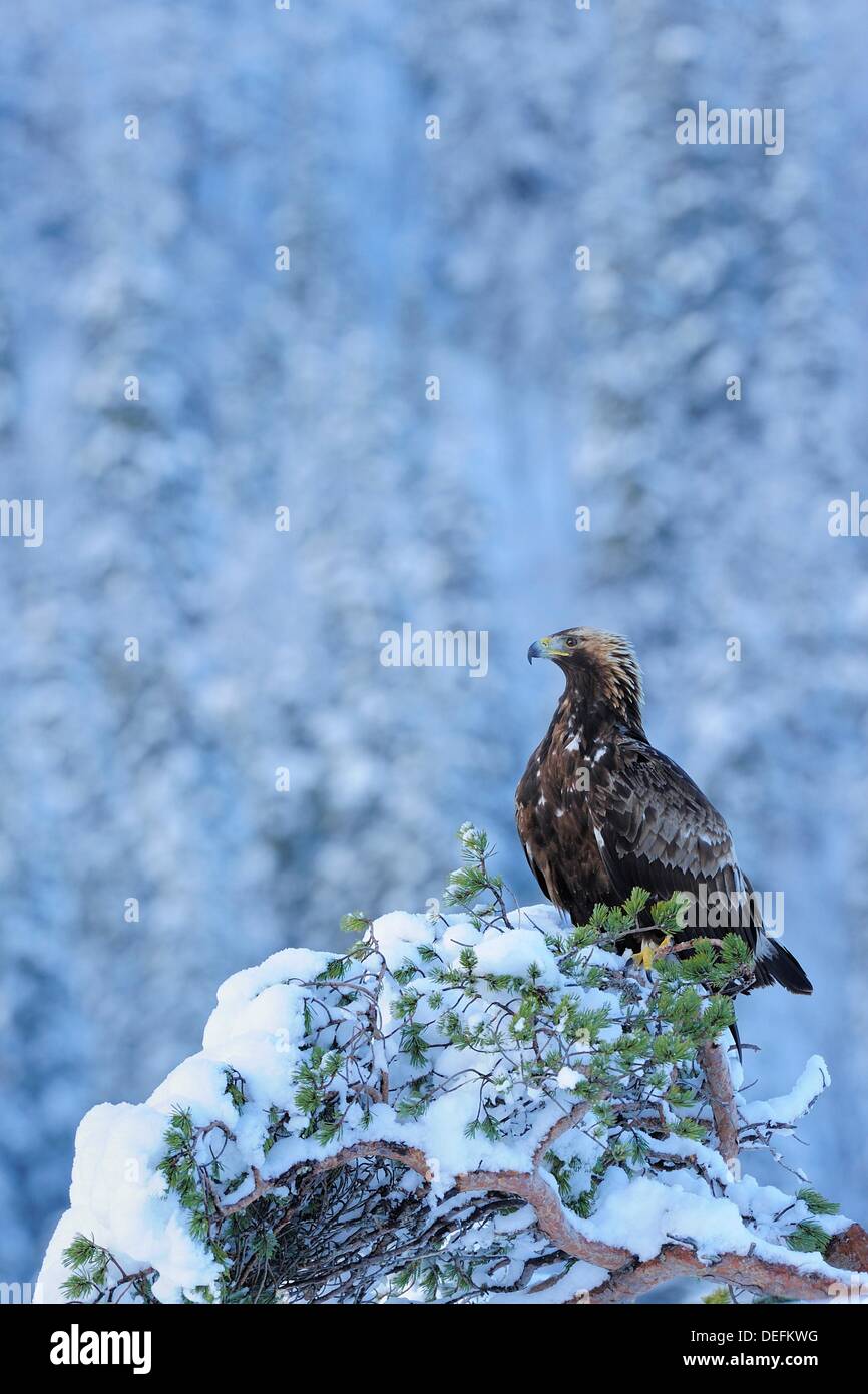 Subadult Eagle High Resolution Stock Photography and Images - Alamy