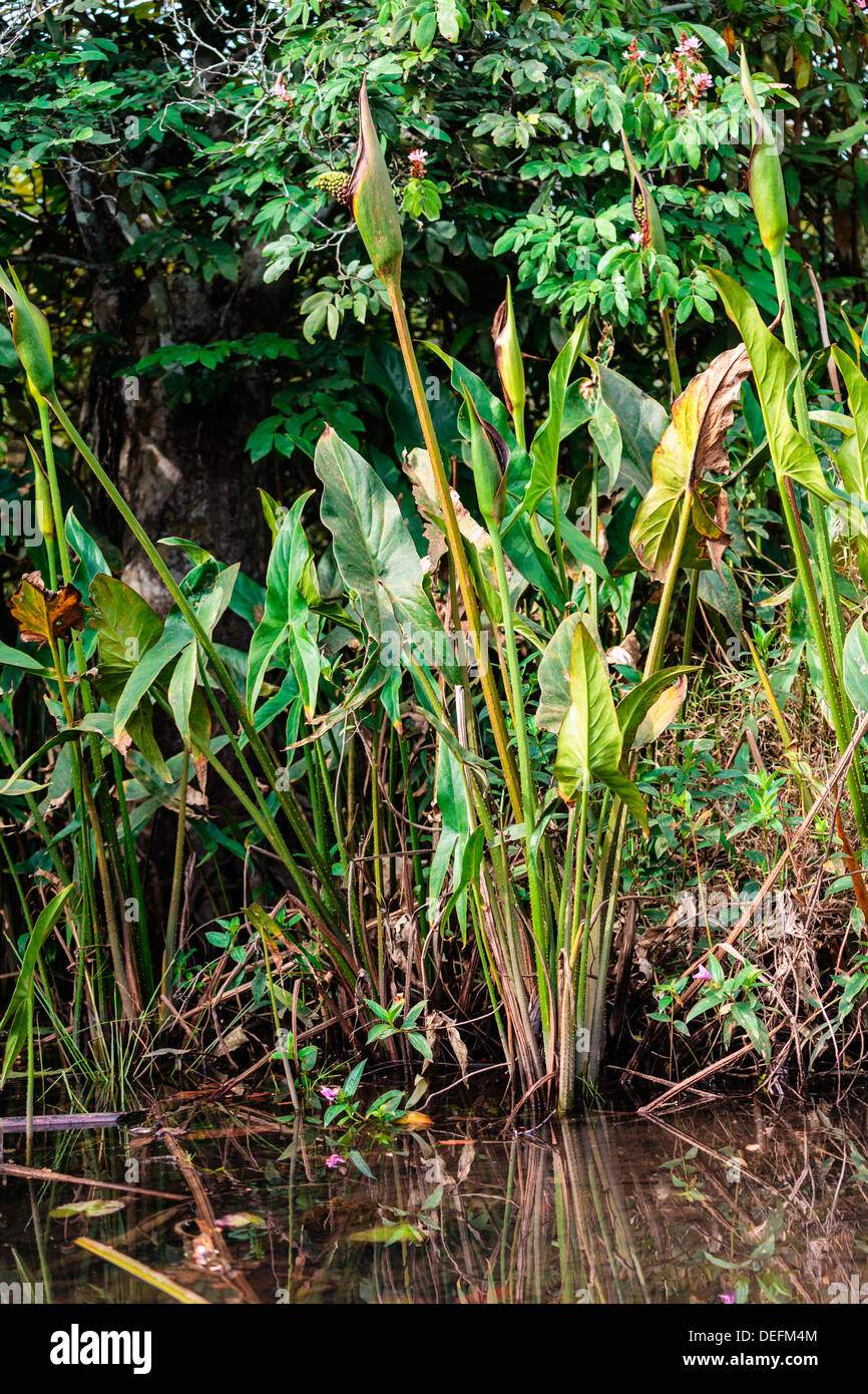 Liberia africa river hi-res stock photography and images - Alamy