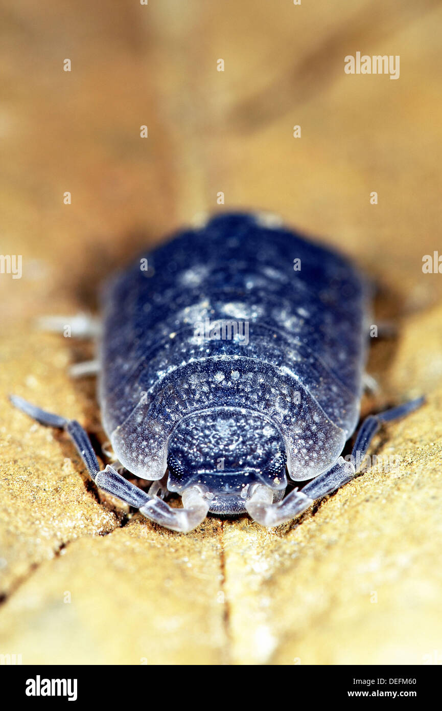 Wood louse hi-res stock photography and images - Alamy