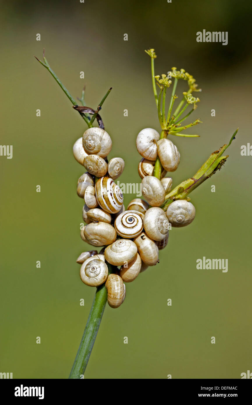 Helix sp hi-res stock photography and images - Alamy