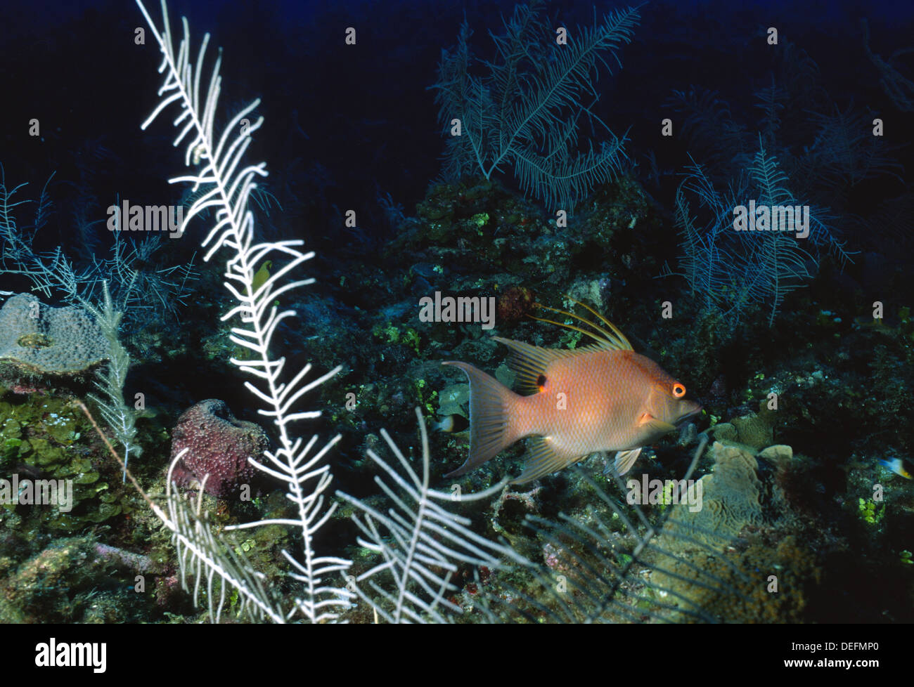 Labridae lachnolaimus hi-res stock photography and images - Alamy