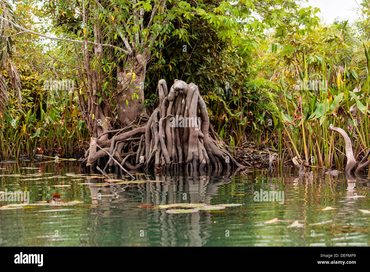 Africa, Liberia, Monrovia. View of mangroves on the Du River Stock ...