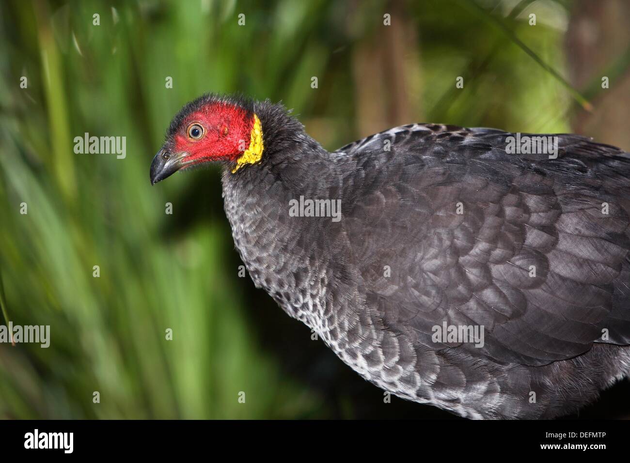 Megapode australian bird hi-res stock photography and images - Alamy