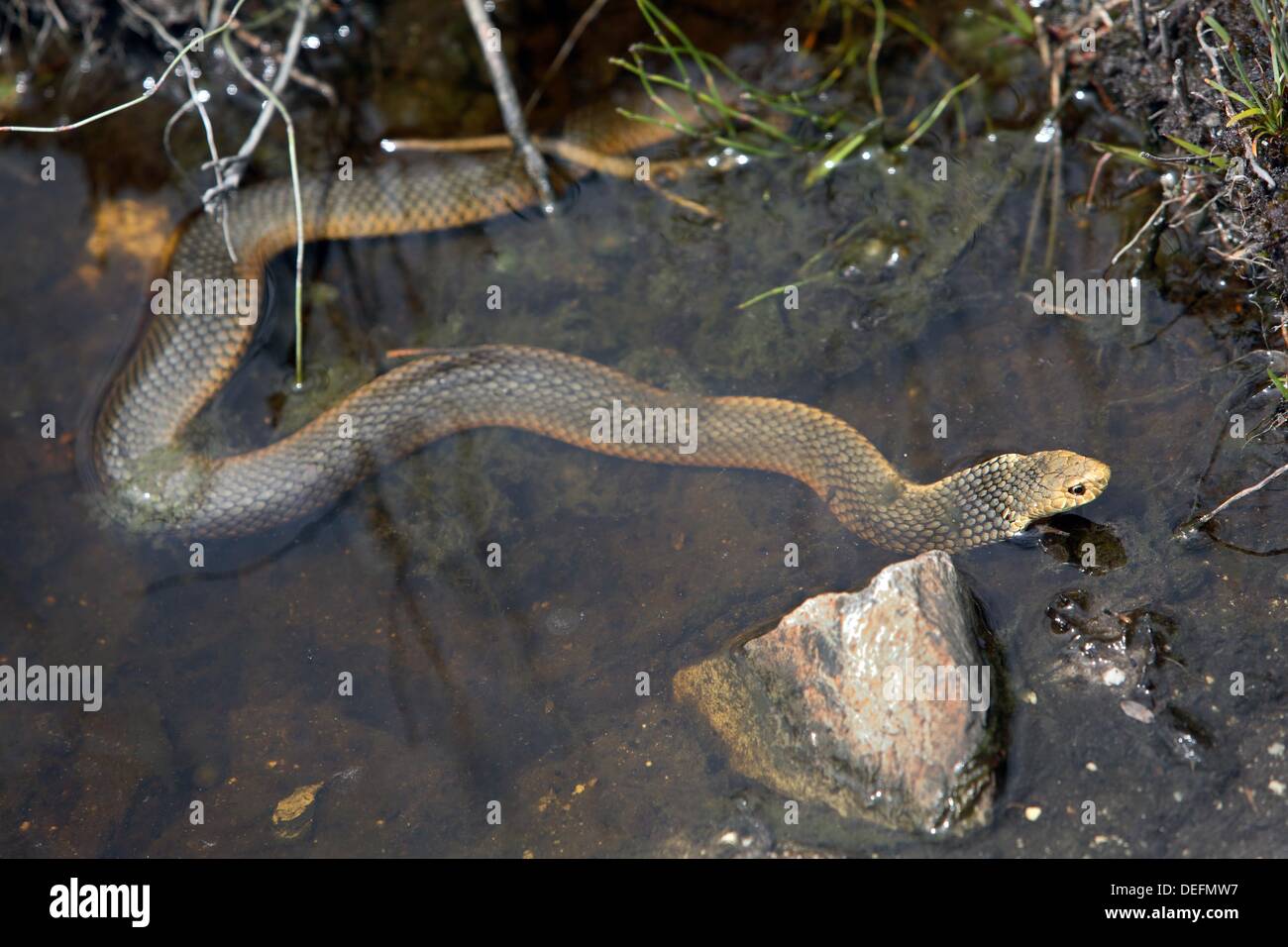 Lowland copperhead hi-res stock photography and images - Alamy