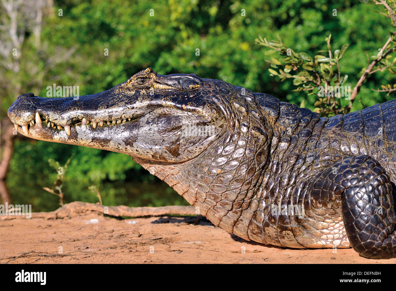 Brazil, Mato Grosso, Pantanal, Yacare caiman, Caiman yacare, wildlife ...
