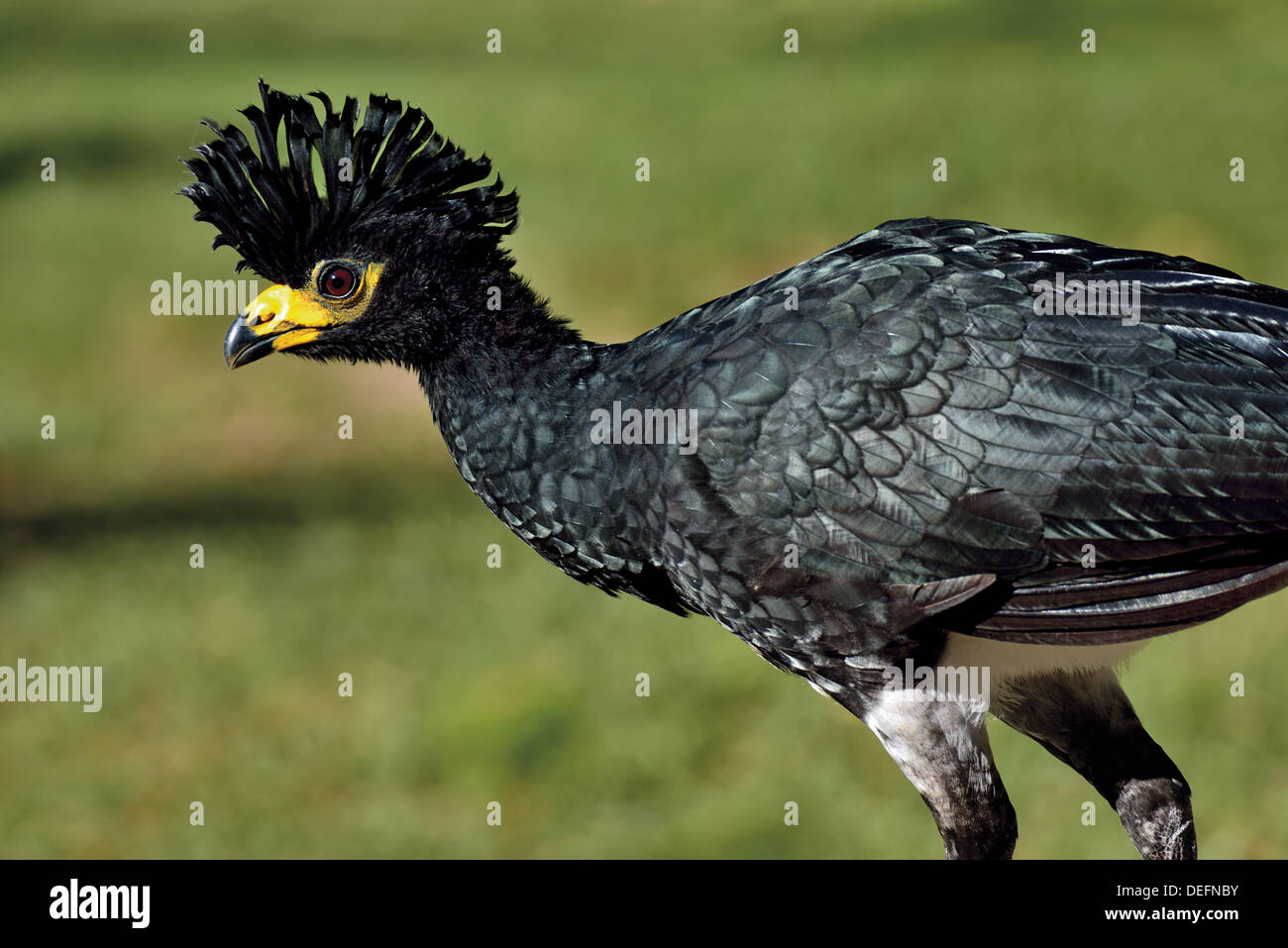 Brazil, Mato Grosso, Pantanal, bare-faces curassow, bird, black bird ...