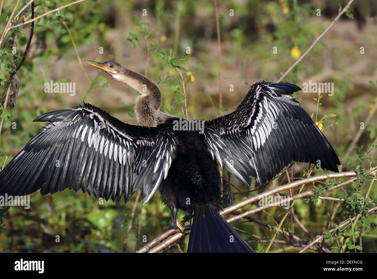 Brazil, Mato Grosso, Pantanal, Anhinga, darter, snakebird, drying wings ...