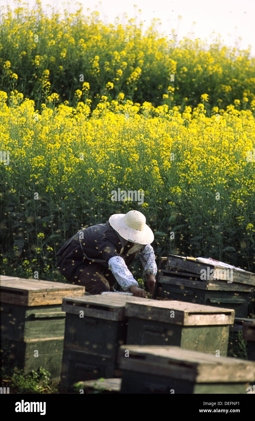 China Beehive High Resolution Stock Photography and Images - Alamy