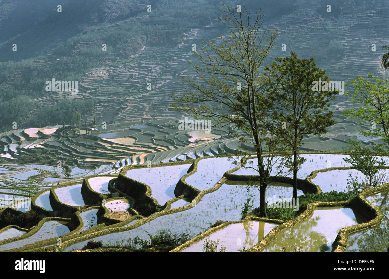 China yunnan yuanyang terraced color hi-res stock photography and ...