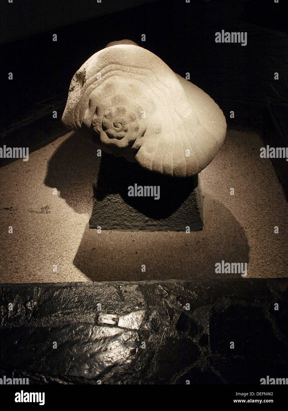 Pyramid snail hi-res stock photography and images - Alamy