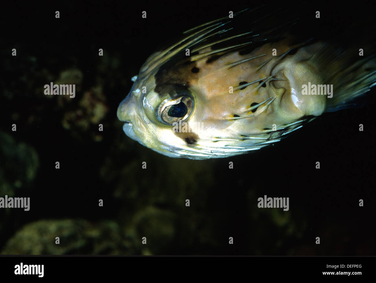 Long-Spine Porcupinefish, Diodon holocanthus, Diodontidae, Worldwide ...
