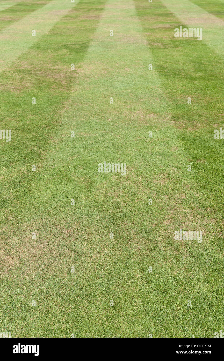 lush well kept lawn with mowed converging lines of cut grass on weed ...