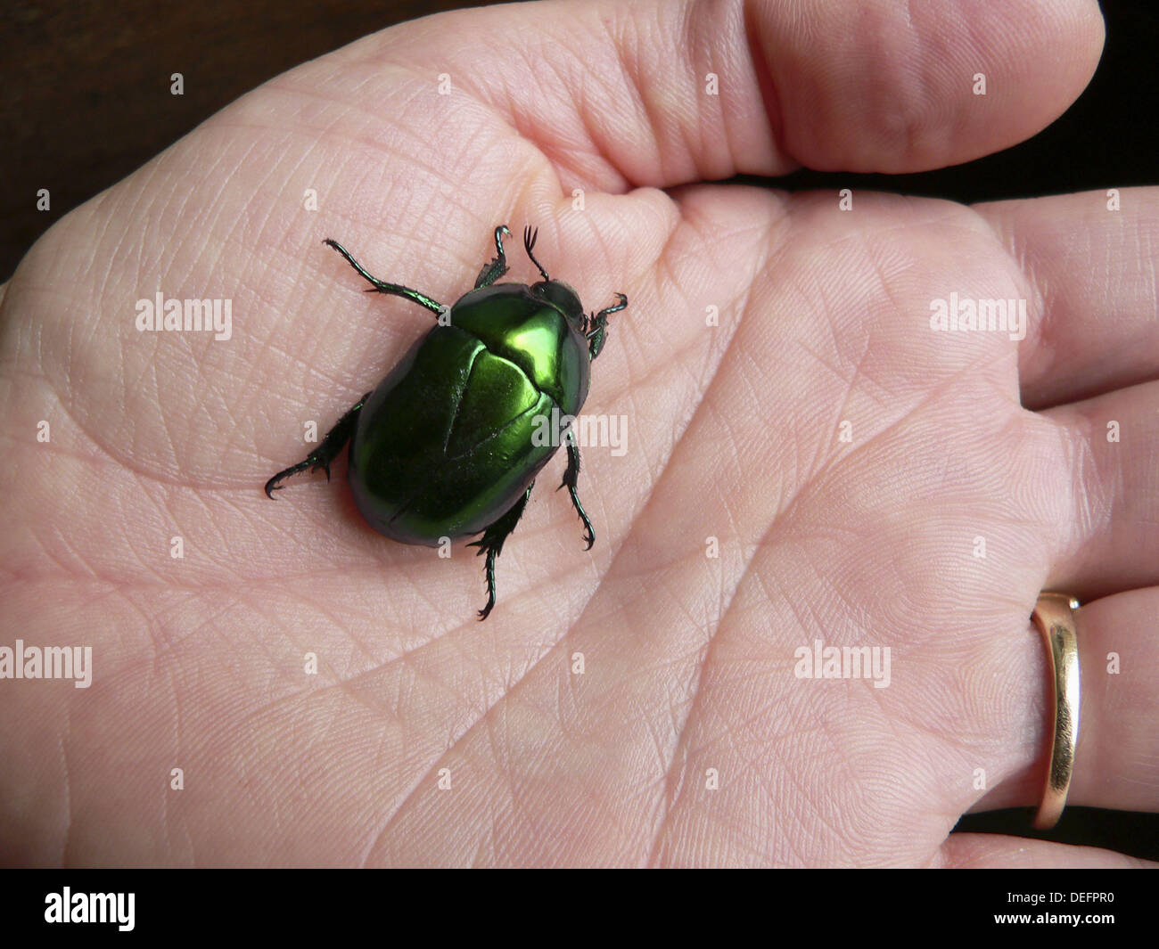Human hand holding beetle close up hi-res stock photography and images ...