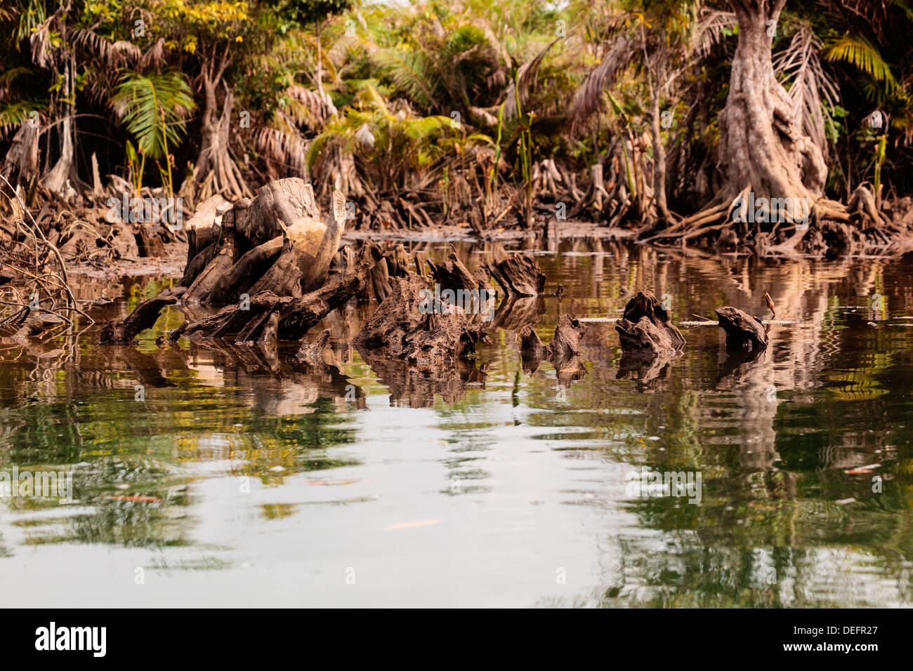Africa, Liberia, Monrovia. View of mangroves on the Du River Stock ...