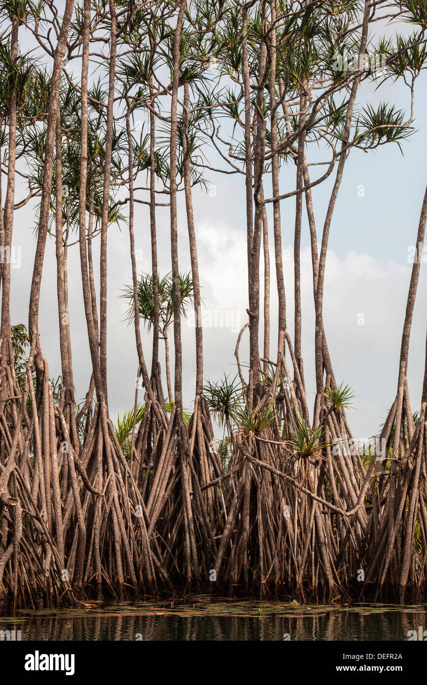 Liberia africa river hi-res stock photography and images - Alamy