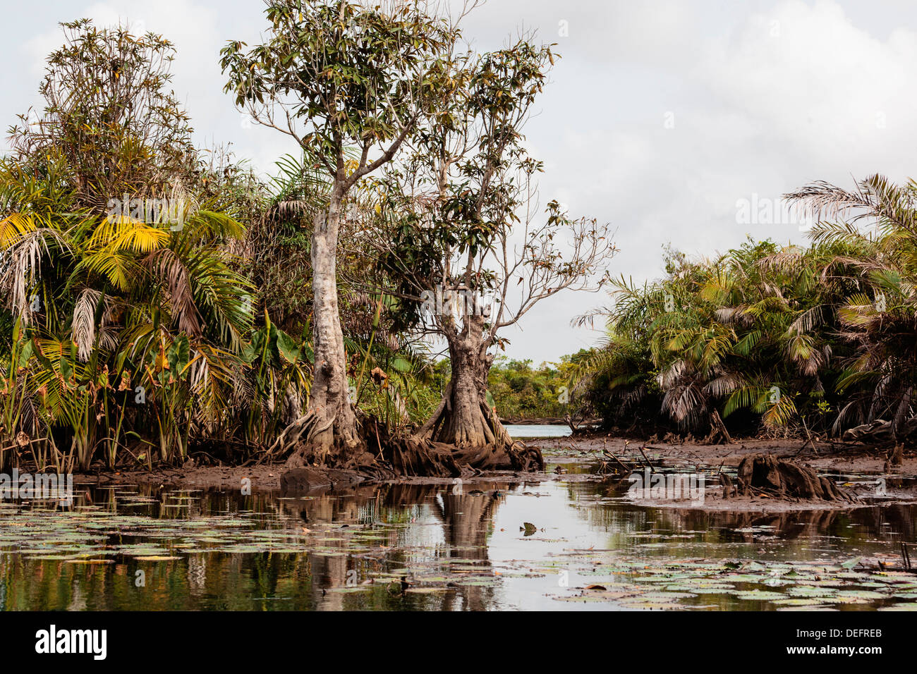 Africa, Liberia, Monrovia. View of mangroves on the Du River Stock ...