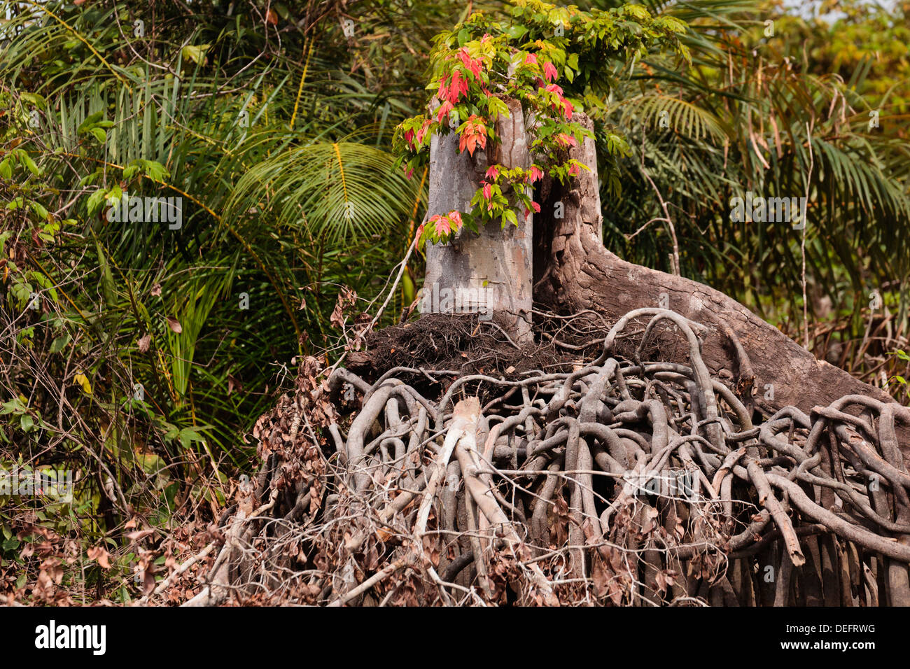 Africa, Liberia, Monrovia. View of mangroves on the Du River Stock ...