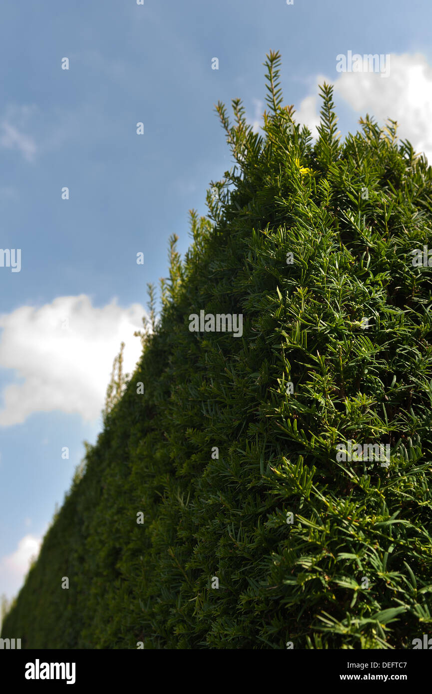 Yew hedge pruning top hi-res stock photography and images - Alamy