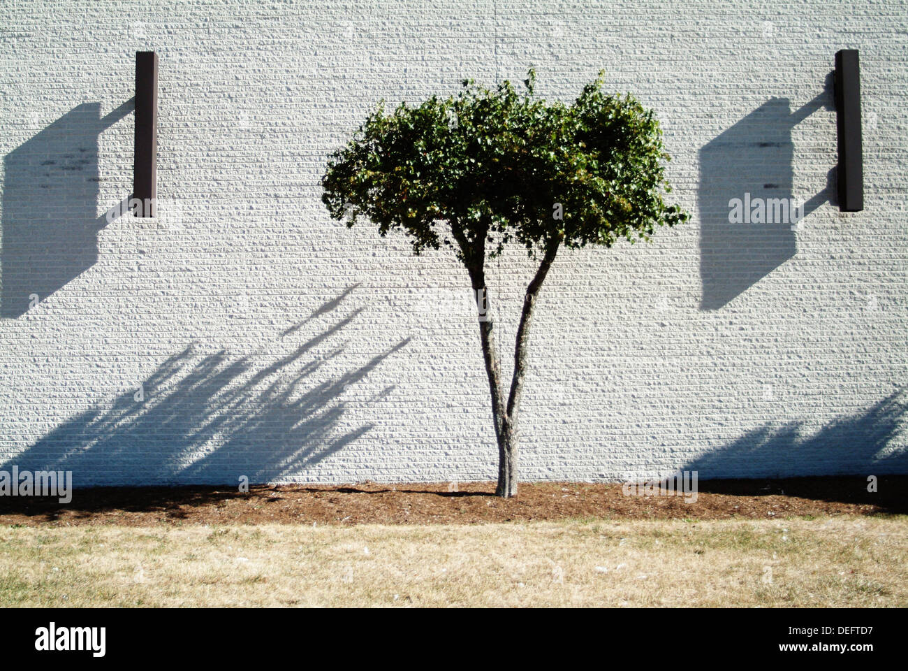 Tree in front of a wall Stock Photo - Alamy