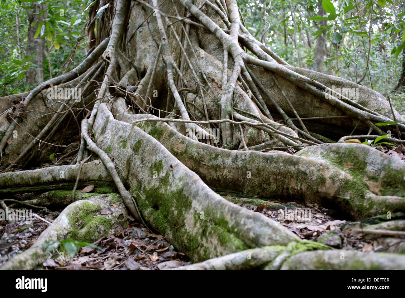 Defter hi-res stock photography and images - Alamy