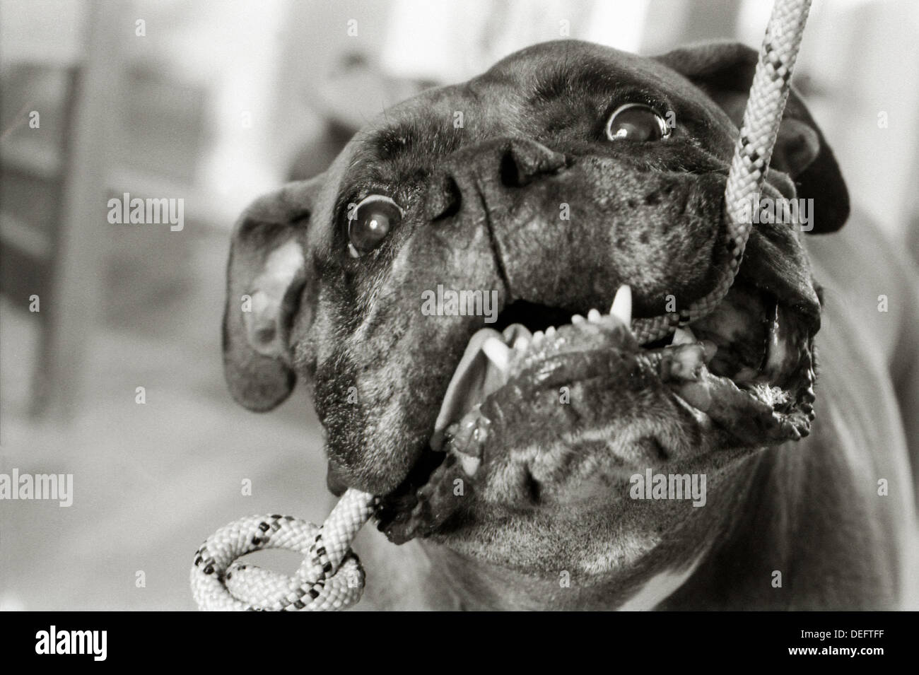 Nose pull up hi-res stock photography and images - Alamy