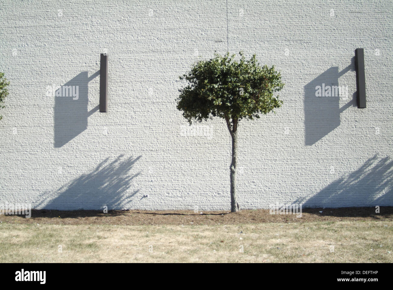 Scrawny tree hi-res stock photography and images - Alamy