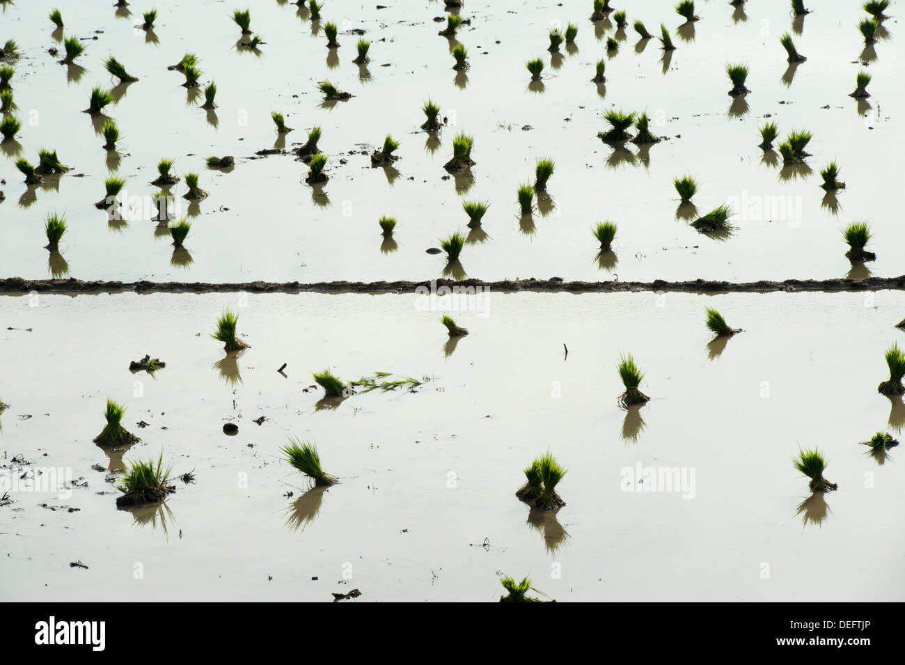 Planting out new rice plants in a paddy field. India Stock Photo - Alamy