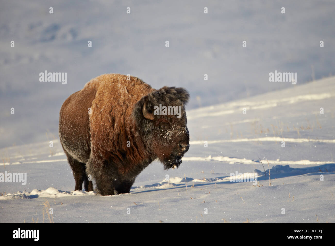Bison bull hi-res stock photography and images - Alamy