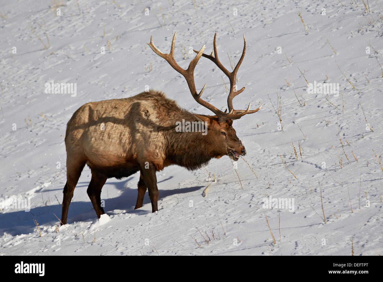 Yellowstone elk eating hi-res stock photography and images - Alamy