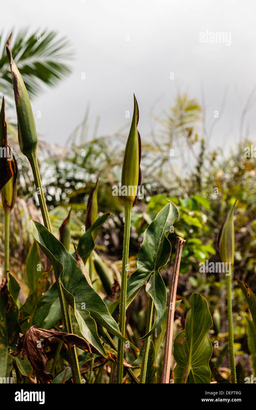 Plant life of africa hi-res stock photography and images - Alamy