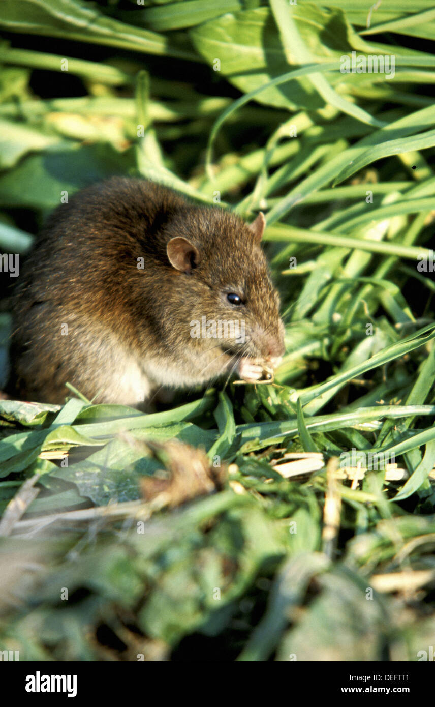 Black rat ship hi-res stock photography and images - Alamy