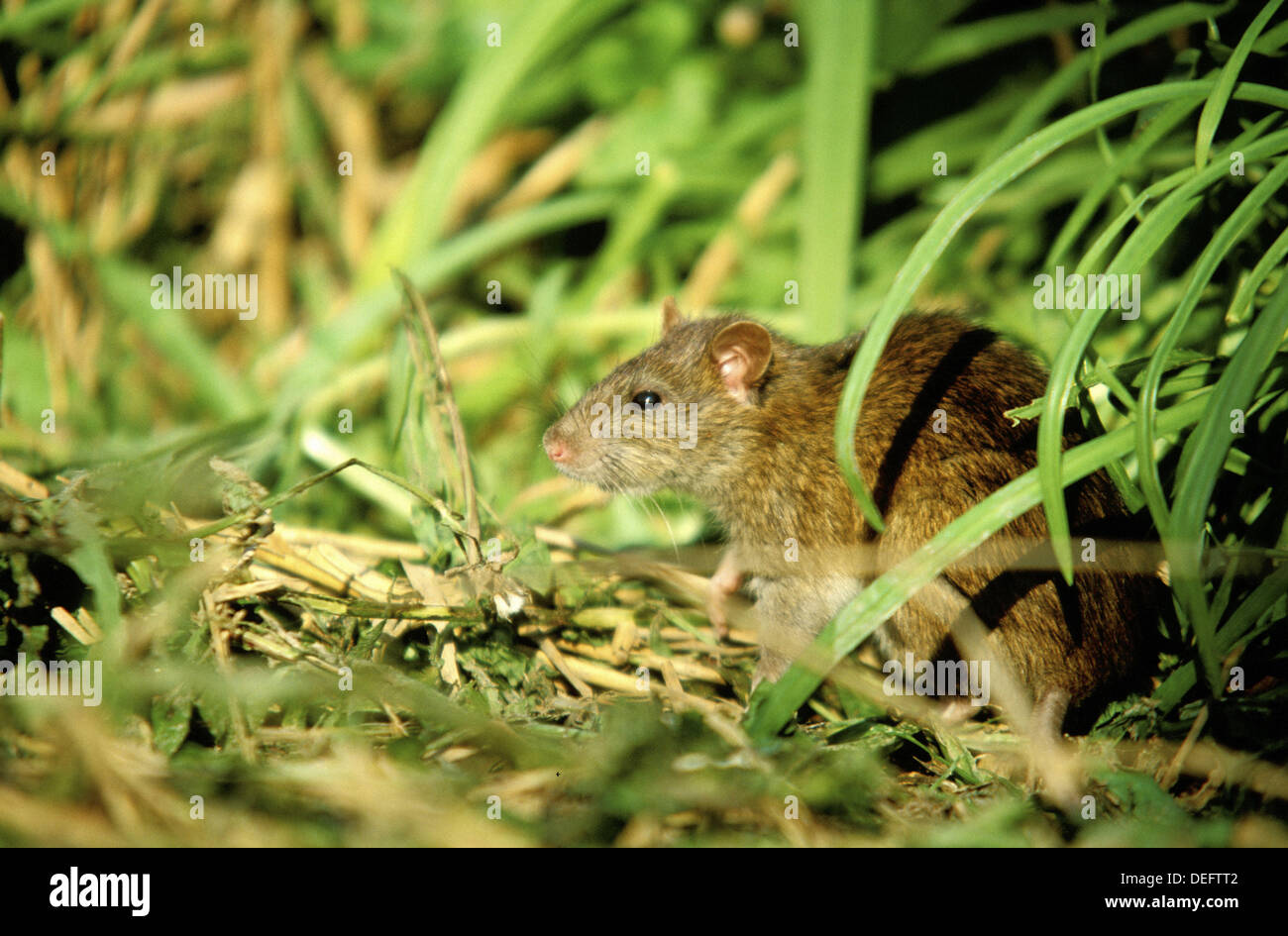Black ship rat hi-res stock photography and images - Alamy