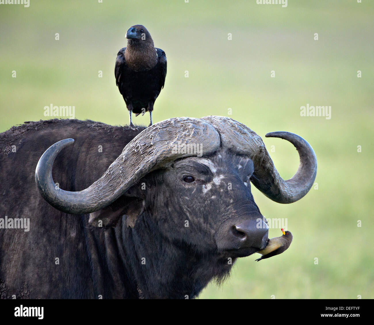 African white necked raven hi-res stock photography and images - Alamy