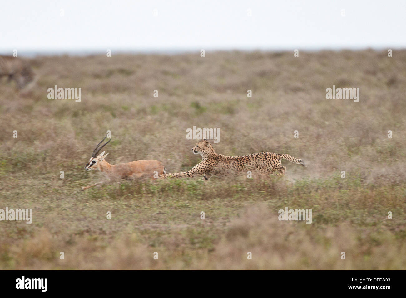 Cheetah chasing a gazelle hi-res stock photography and images - Alamy