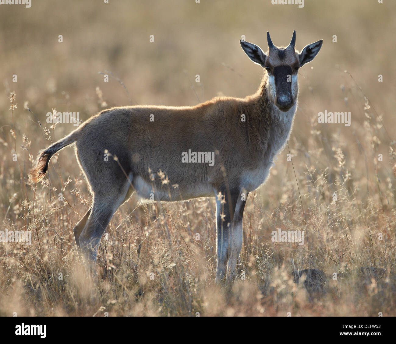 Juvenile blesbok (Damaliscus pygargus phillipsi), Mountain Zebra ...