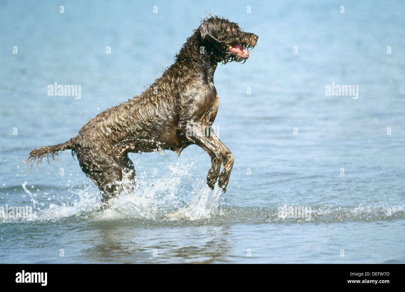 Pudelpointer High Resolution Stock Photography and Images - Alamy