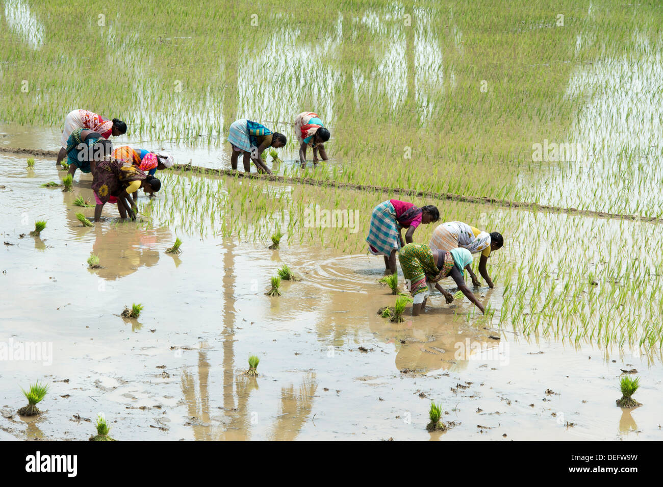 Indian women working in paddy hi-res stock photography and images - Alamy