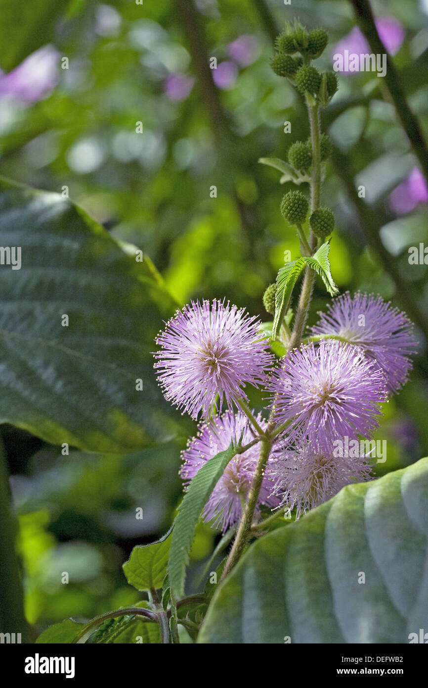 Flemingia hi-res stock photography and images - Alamy