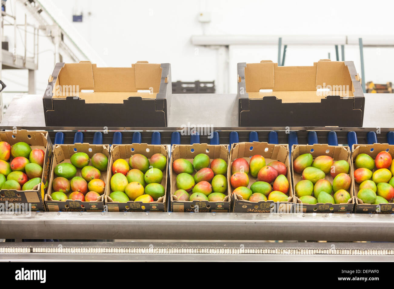 Boxes of mangoes ready to be transported and sold Stock Photo - Alamy