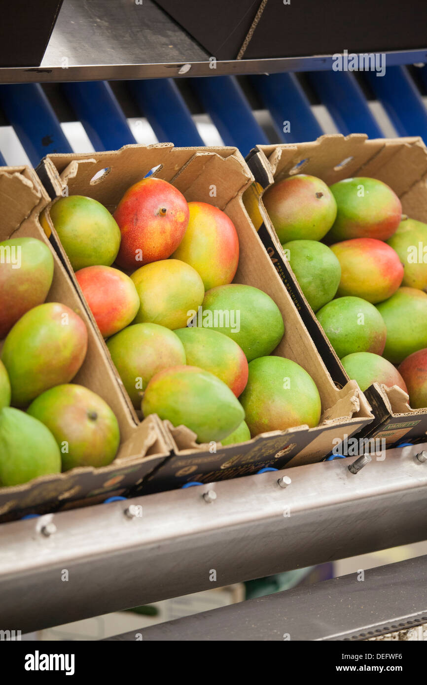 Mangoes in boxes being transported Stock Photo - Alamy