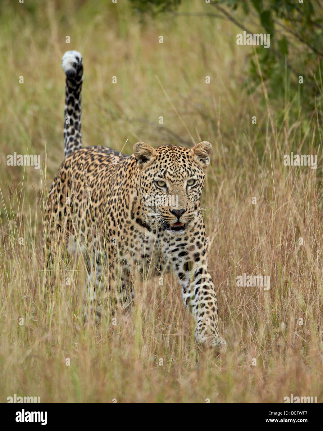 Leopard Tail Stock Photos & Leopard Tail Stock Images - Alamy