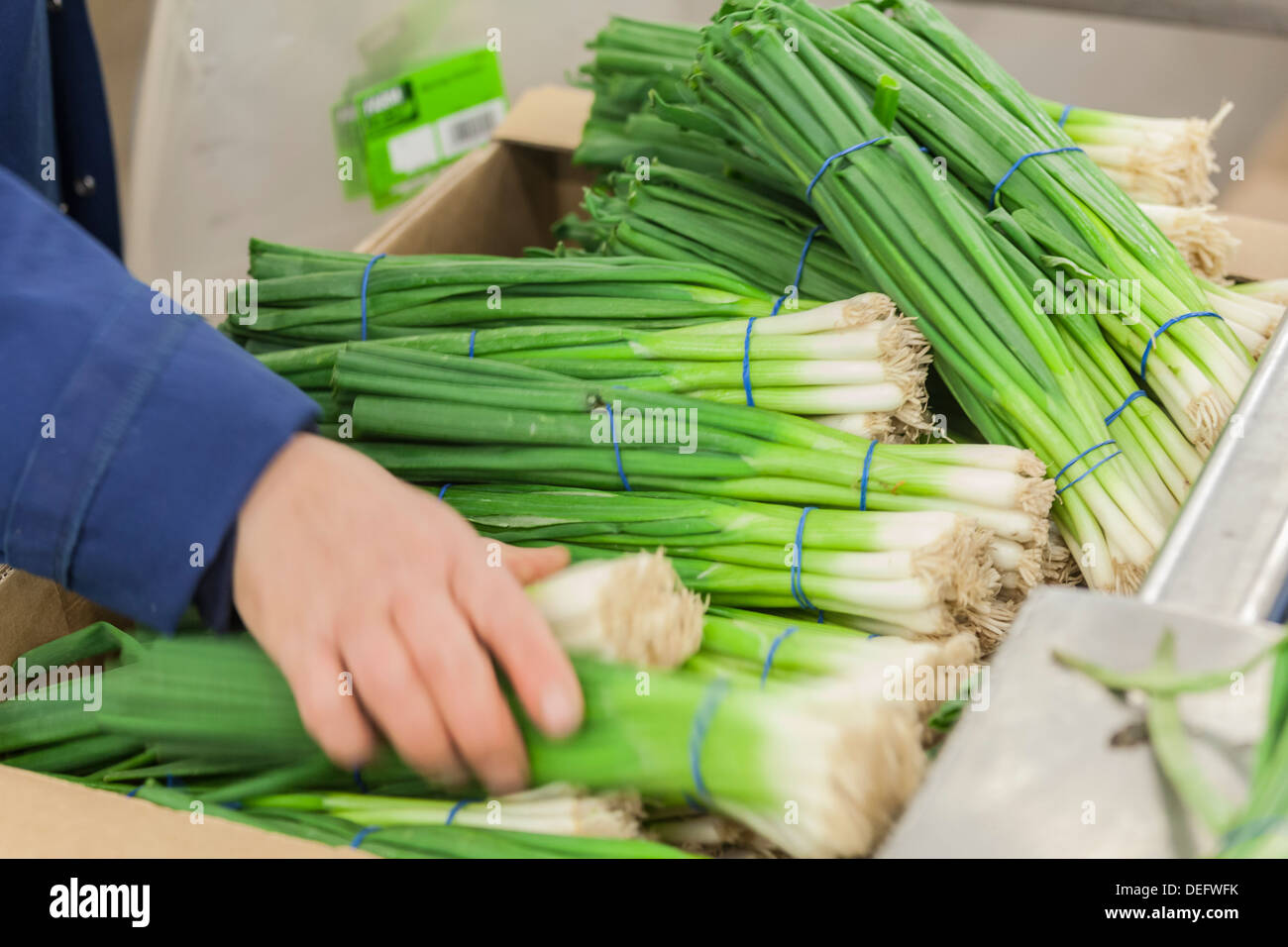 SPRING ONIONS IN PACKING FACTORY Stock Photo - Alamy