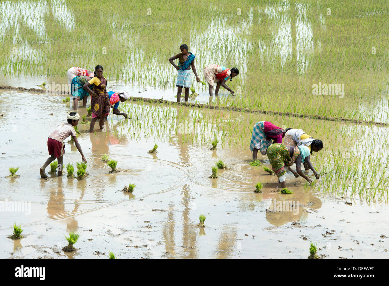 Indian women working in paddy hi-res stock photography and images - Alamy