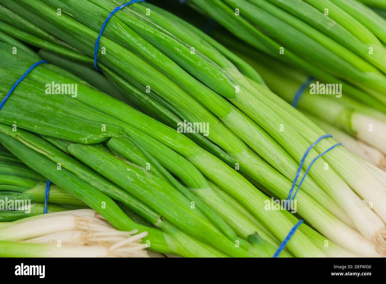 SPRING ONIONS IN PACKING FACTORY Stock Photo - Alamy