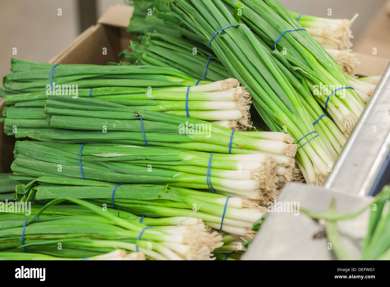 Packing onions hi-res stock photography and images - Alamy