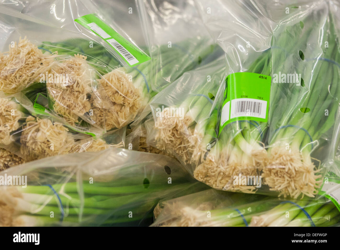 SPRING ONIONS IN PACKING FACTORY Stock Photo - Alamy